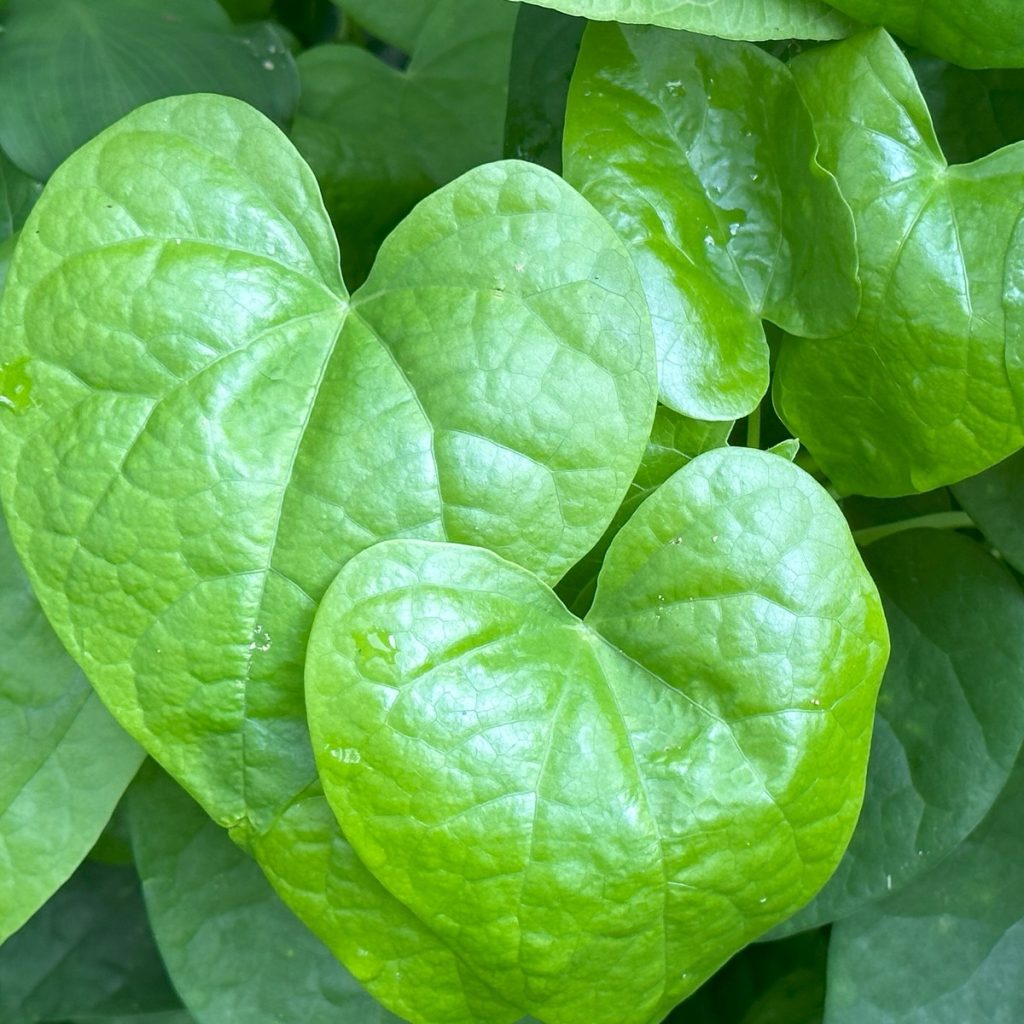 Tinospora cordifolia - Kadathanadan Kalari Foundation