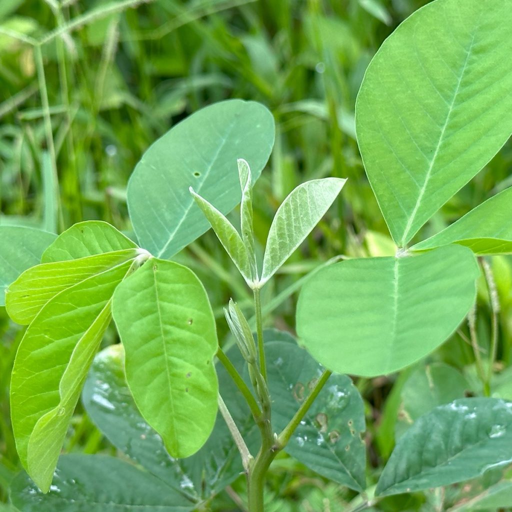 Crotalaria spp. - Kadathanadan Kalari Foundation